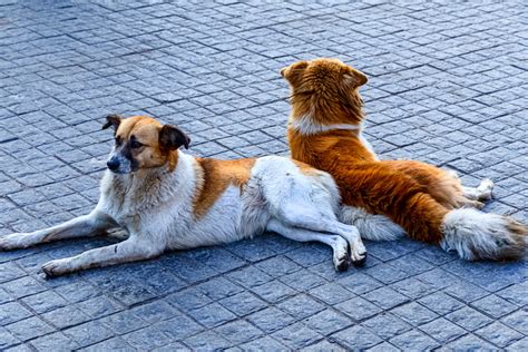twin brothers by sudip mitra 500px