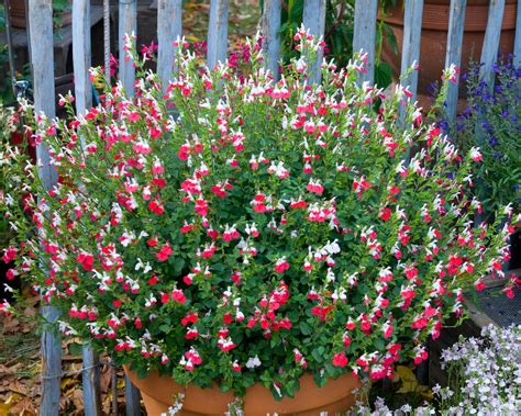 Salvia Microphylla Hot Lips Bare Roots — Buy Littleleaf Sage Online
