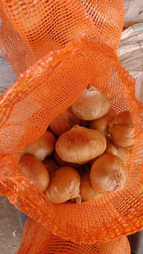 Экспорт лук - лук на экспорт - экспортеры египетский лук - Hitac trading