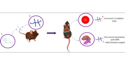Modulating Macrophage Clearance Of Nanoparticles Comparison Of Small Molecule And Biologic