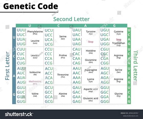 Chart Genetic Code Rna Codons Protein Stock Vector Royalty Free