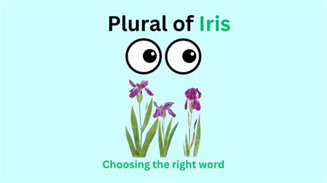 Whats The Plural Of Iris Explaination With Examples Grammar Palette