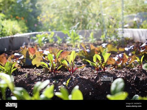 Beet Seedlings With Defocused Garden Beet Plants In Rows In Lush