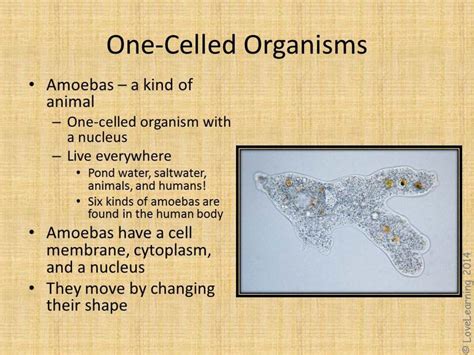Single Celled Organisms © Lovelearning Ppt Download