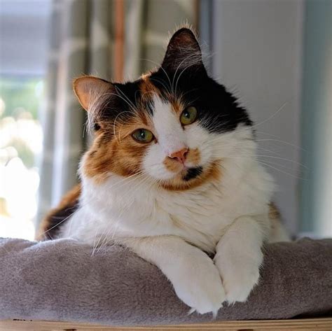 About My Kintypes R Otherkin