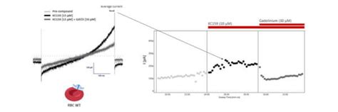 Organelles And Small Cells With Sophion Automated Patch Clamp