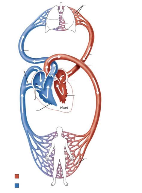Pulmonary And Systemic Circulation Diagram Quizlet