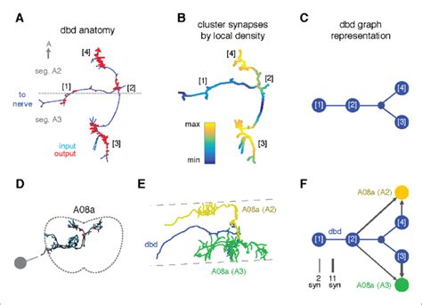 Enriching Graphs With Compartments Defined By Synaptic Density A