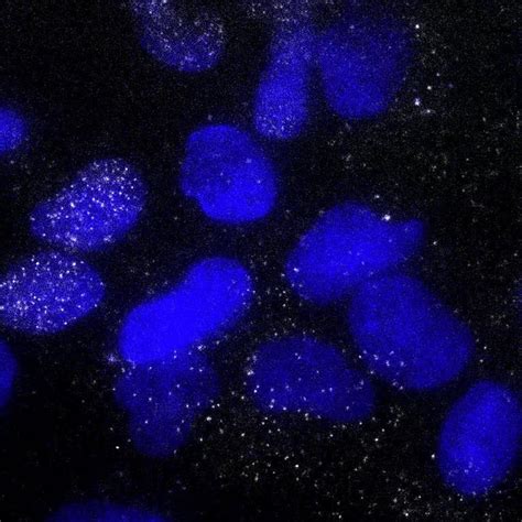 Figures And Data In A High Throughput Platform For Single Molecule Tracking Identifies Drug