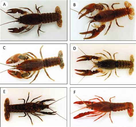 Freshwater Crayfish Species Redclaw Crayfish Invasive Species