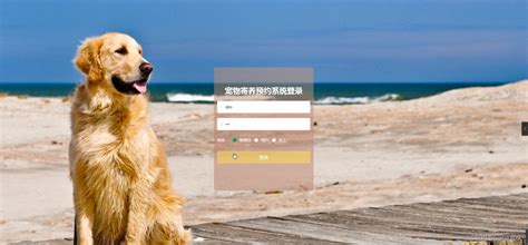 附源码计算机毕业设计ssm宠物寄养预约系统基于ssm的流浪猫狗救助系统er图 Csdn博客