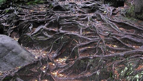 How To Make A Tree Root Barrier Garden Guides