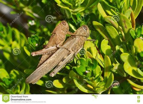 Egyptian Locust Mating Pair In A Garden Stock Image CartoonDealer Com 174055393