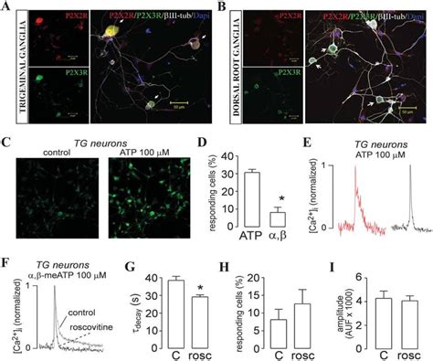Cyclin Dependent Kinase 5 Cdk5 Regulation Of The Heteromeric Download Scientific Diagram