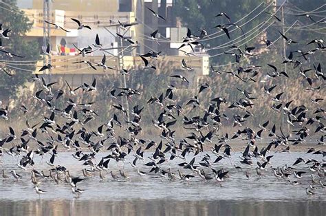 An Attractive View Of Flocks Of Siberian Migratory Birds Flying Over