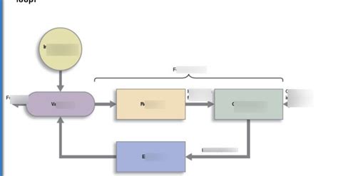 diagram of feedback loop quizlet