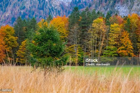 가을 단풍의 길과 독일의 금빛 단풍을 비추는 따뜻한 빛이 있는 가을 숲 풍경 가을 숲의 자연을 배경으로 한 보도 형형색색의 숲 속의 생생한 10월 0명에 대한 스톡 사진 및