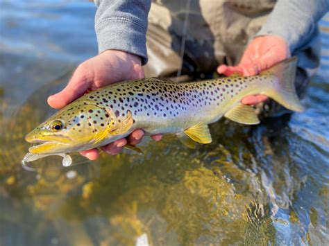 The Ultimate Guide To Spin Fishing For Fall Trout Outdoor Life