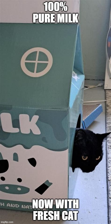 Meow Milk Cat Imgflip