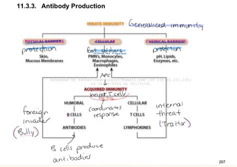 Immunology Flashcards Quizlet