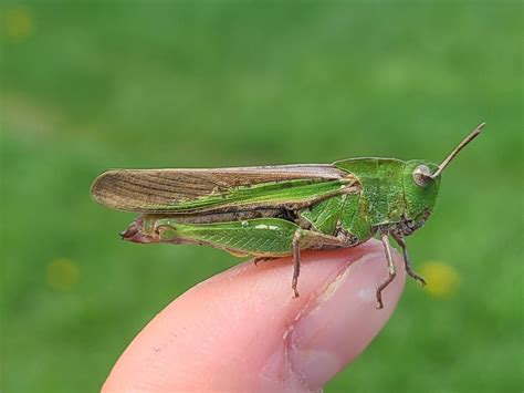 Choose Your Green Striped Grasshopper Three Different Varieties Such