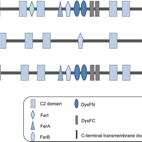 Comparison Of Dysferlin Structure With Those Of Otoferlin And