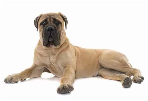 Bullmastiff Temperament Its Not What You Think 9 Tips