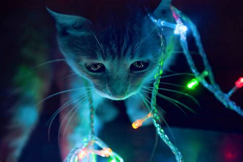 🔥 [50 ] 3d Moving Cats Wallpapers Wallpapersafari
