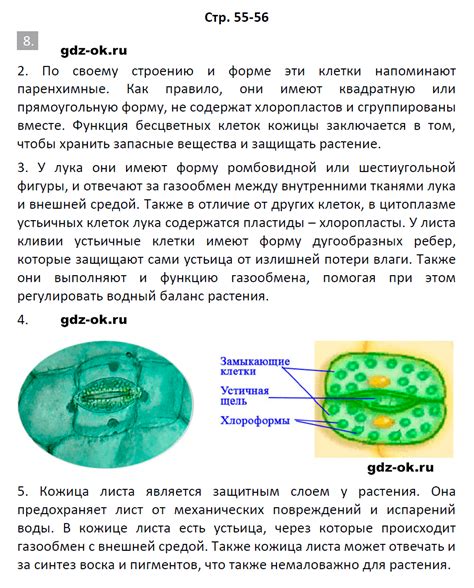 Страница 55 - ГДЗ по биологии 6 класс Пасечник (Линия Жизни) рабочая ...