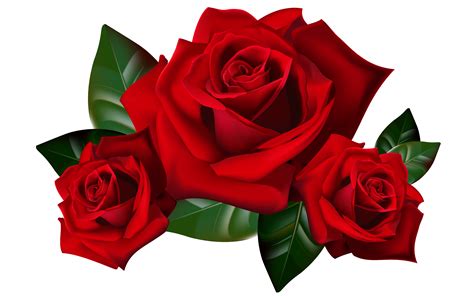 Rose Wallpaper Clipart At Jamie Gibb Blog
