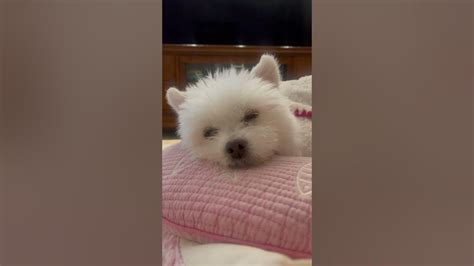 난 17짤 뽀수니~ 산책두번하고 오니 피곤해요 Youtube