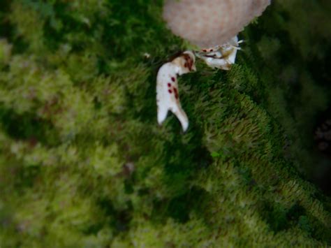 Fish Detection Project Object Detection Dataset And Pre Trained Model