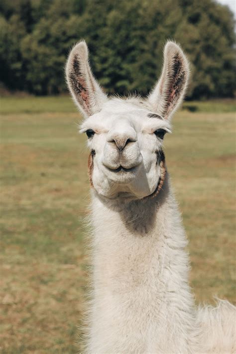 Data Science Interview Prep Bot Using Llama 2 7b Ggml And Langchain