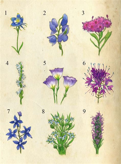 A Guide To Colorados Spectacular Wildflower Season 5280