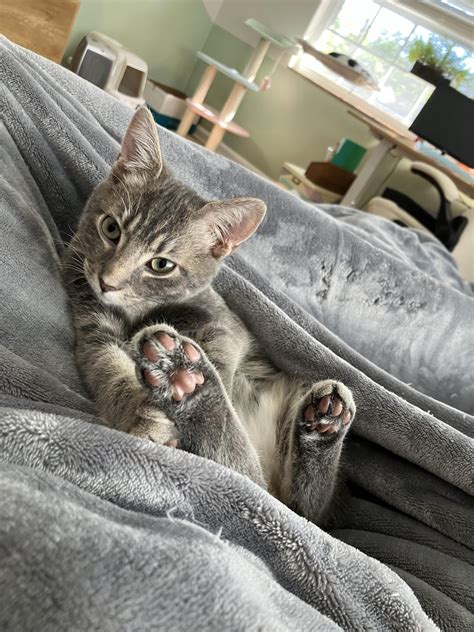 Cozy Kitten Beans Rtoebeans