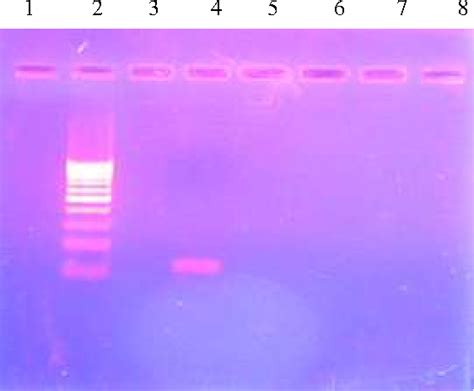 Figure 1 From Rapid Detection Of Pnca Mutations In Pyrazinamide Resistant Mycobacterium