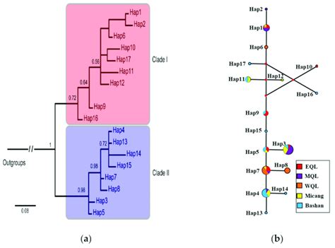 Phylogenetic Tree And The Median Joining Network Based On D Loop