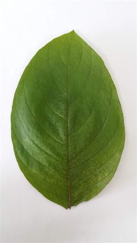 Leaves Project Dataset And Pre Trained Model By Research