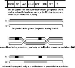 Genetic Programming In This Case Sexual Reproduction By Recombination Download Scientific