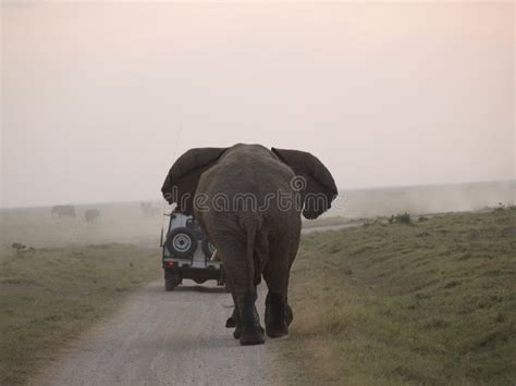 Angry Elephant Chasing Car Stock Image Image Of Ears 3058795