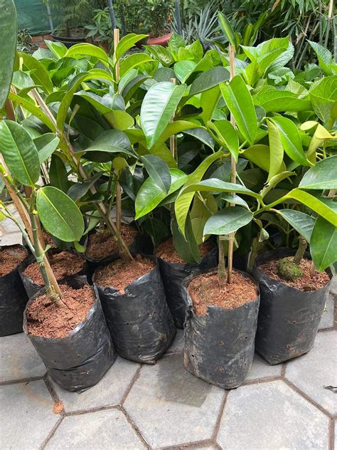 កសិកម្មកូនខ្មែរ 👉👉មានលម់ ពូជមង្ឃុតដំណេីប ដេីមតត្រួយ Facebook