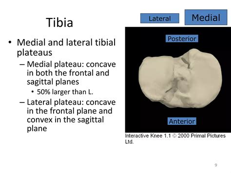 Kin191 A Ch 6 Knee Patellofemoral Anatomy Ppt