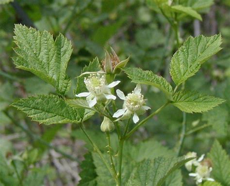 Rubus Leucodermis Alchetron The Free Social Encyclopedia