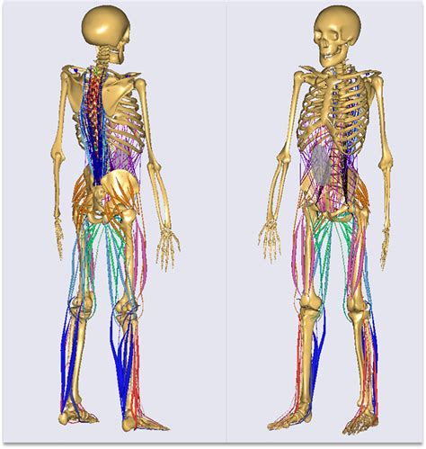 Figure 1 From Association Between Global Sagittal Malalignment And