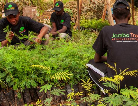 Jambo Tree Kenya Worldwide Exporters Of African Trees Fruits