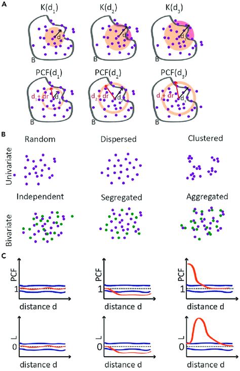 Ripleys And Pcf Functions A A Cartoon Representation Of The Ripleys Download Scientific