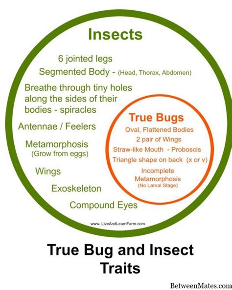 Insectos Y Bichos Naturaleza 2025