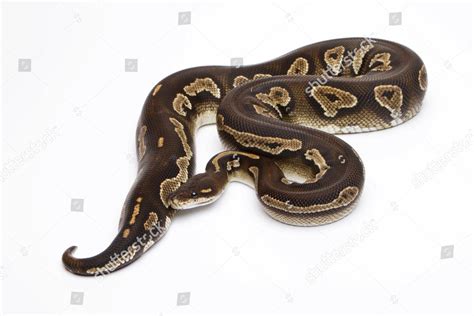 Royal Python Python Regius Super Black Editorial Stock Photo Stock Image Shutterstock