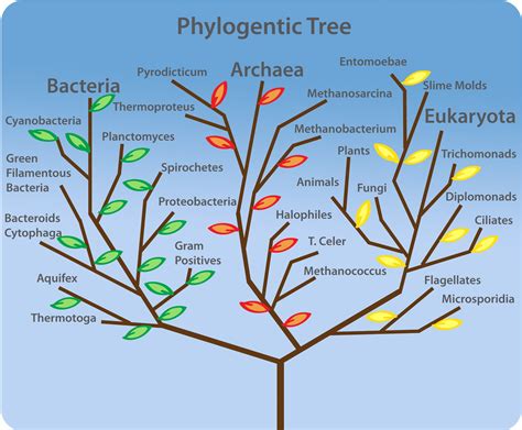 The Tree Of Life Classification System Riset