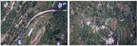 Forests Free Full Text A Lightweight Pine Wilt Disease Detection Method Based On Vision